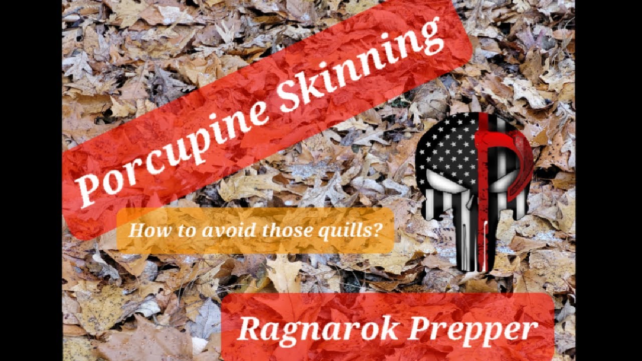 Porcupine Skinning - YouTube