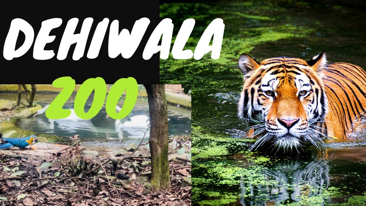 දෙහිවල සත්තු වත්තේ රවුමක් යමුද?😮😻| Dehiwala zoo Sri Lanka | Colombo zoo ...