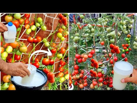 Milk Fertilizer For Tomatoes, Double Your Harvest of Tomatoes | Raw ...
