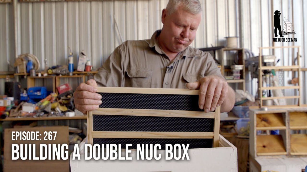How to Build a Nuc Box for Bees: Inspecting Queen Bee Eggs From Queen ...