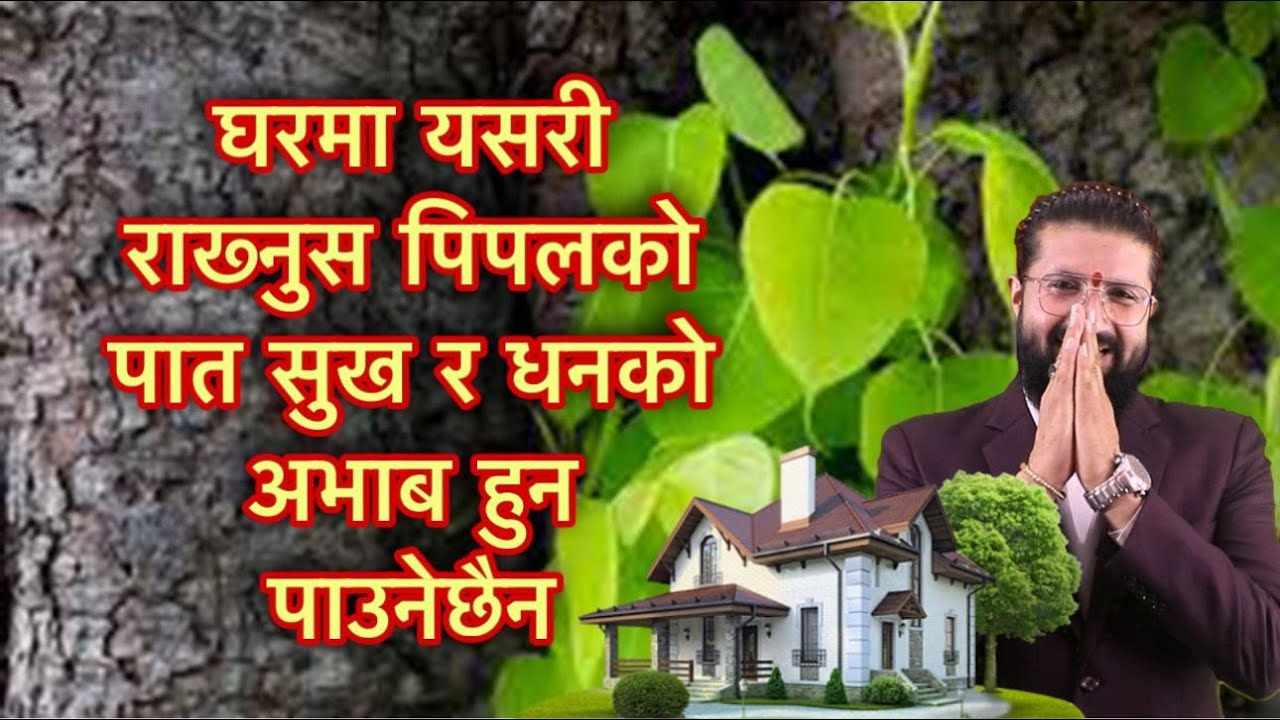 घरमा यसरी राख्नुस पिपलको पात, सुख र धनको अभाब हुन पाउनेछैन /Astro Pipal ...