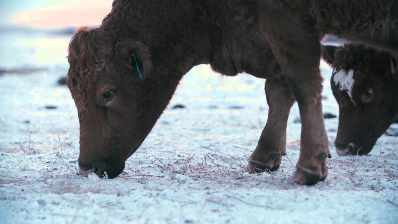 Winter Grazing Systems: Timing Access To Feed - YouTube