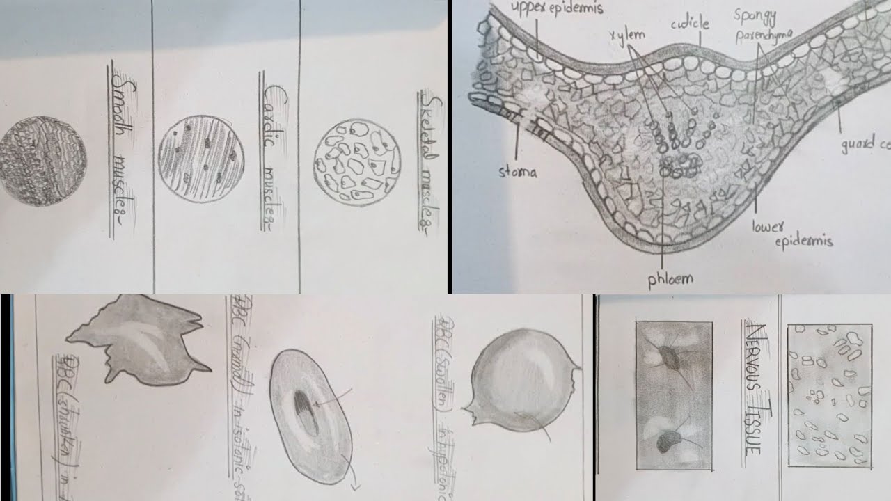 How to Make Biology Practical copy class 9 complete. - YouTube