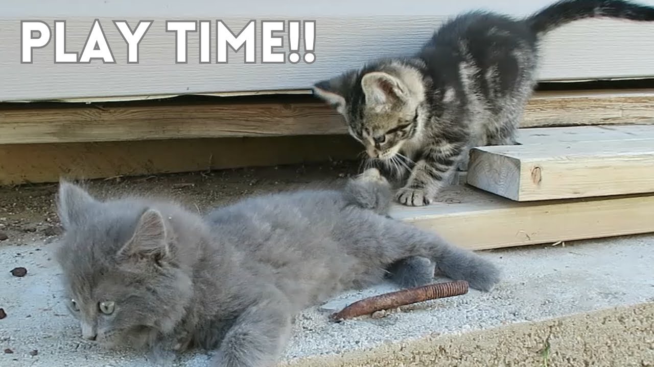10 Minutes of Adorable Kittens Playing | Compilation 🤩 - YouTube