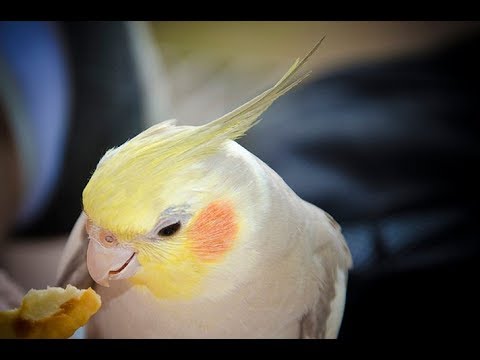 Cutest moments of cockatiel. A hybrid love bird!!! - YouTube