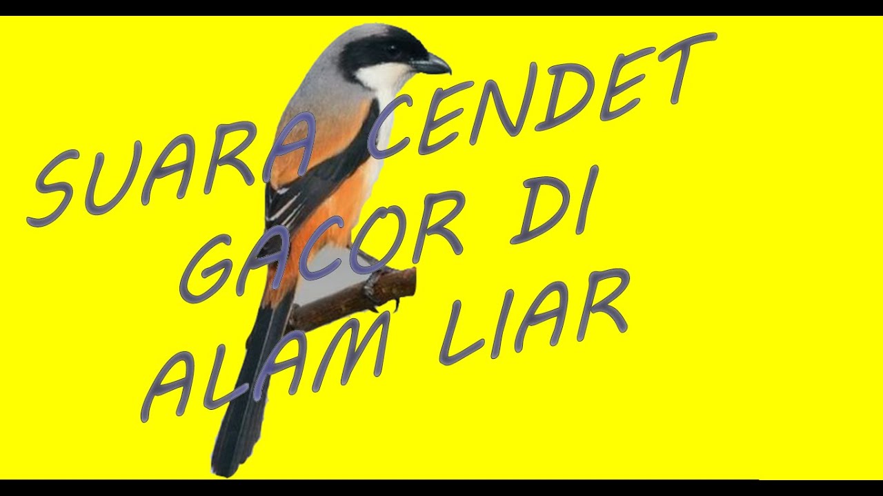 Cendet Alam liar bunyi burung cendet gacor - YouTube