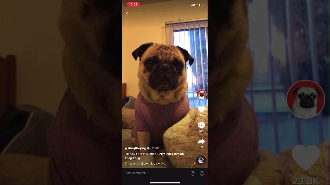 Give this Video a big thumbs up and subscribe if you like (pugs)tiktok ...