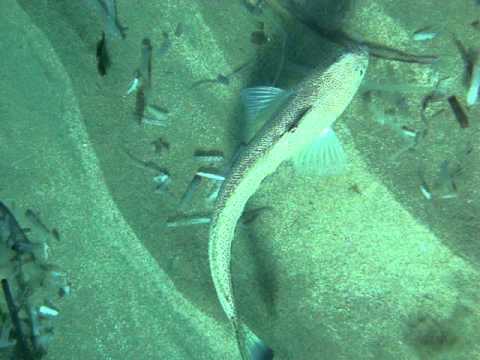 Δρακαινα στην αμμο ( Trachinus Draco ) - YouTube