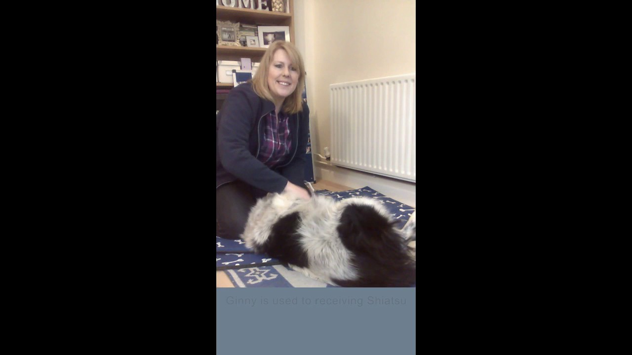 Shiatsu Dog - Canine Shiatsu Intro - YouTube