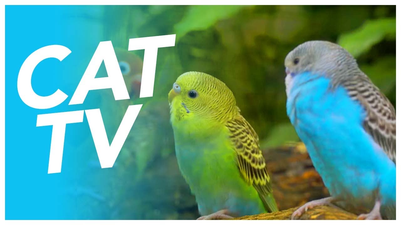 CAT TV 📺 - 20 HOURS OF BIRD VIDEOS FOR CATS - BIRDS IN THE WILD 🦜 ...