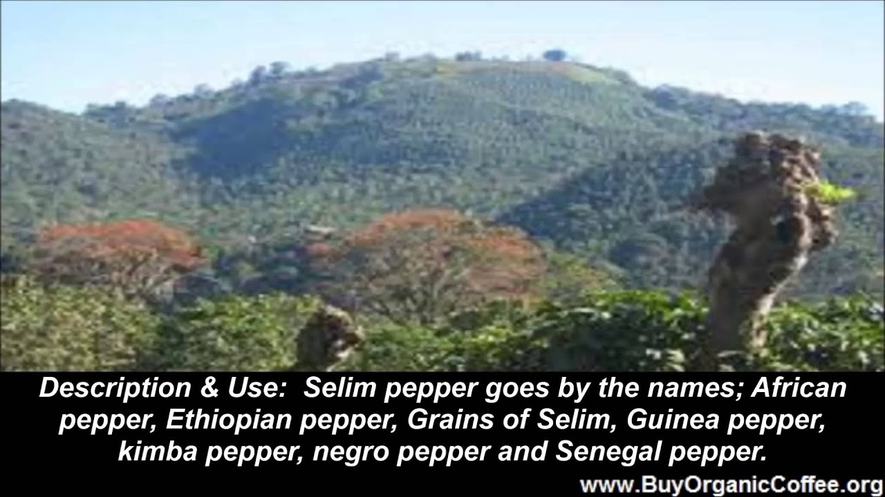 How Do You Make Touba Coffee? - YouTube