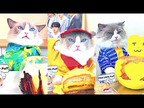 Cats Make Food 2022 😹 \