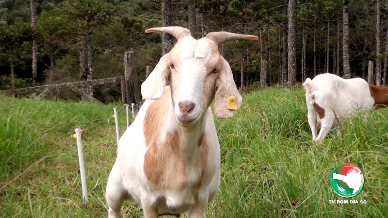 Cabritos da Raça Boer na Serra Catarinense - YouTube