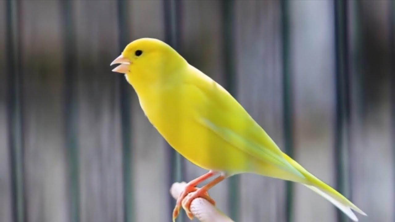 the melodious sound of canaries chirping to induce sleep and relax ...