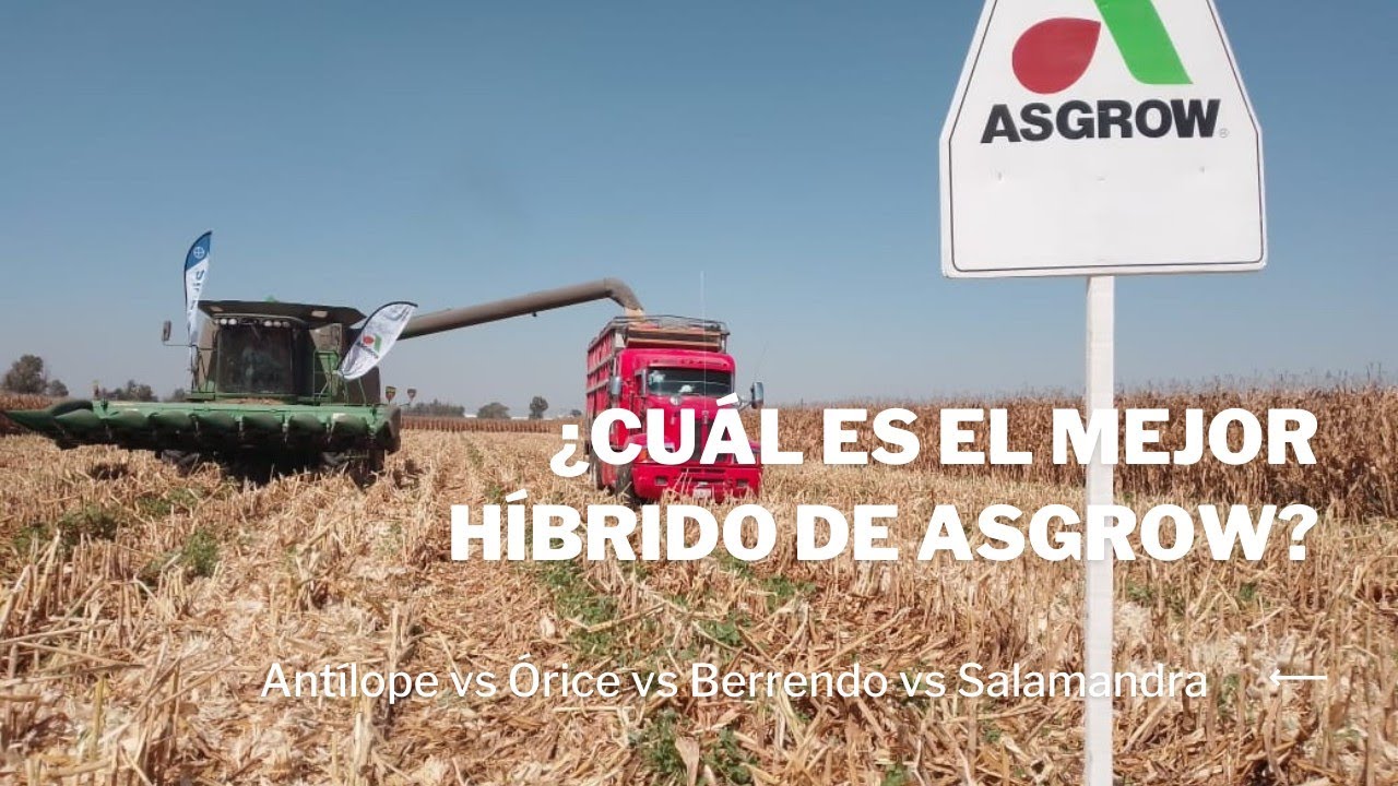 Evaluando híbridos de Asgrow en el bajío. Esperamos por lo menos 16 ton ...