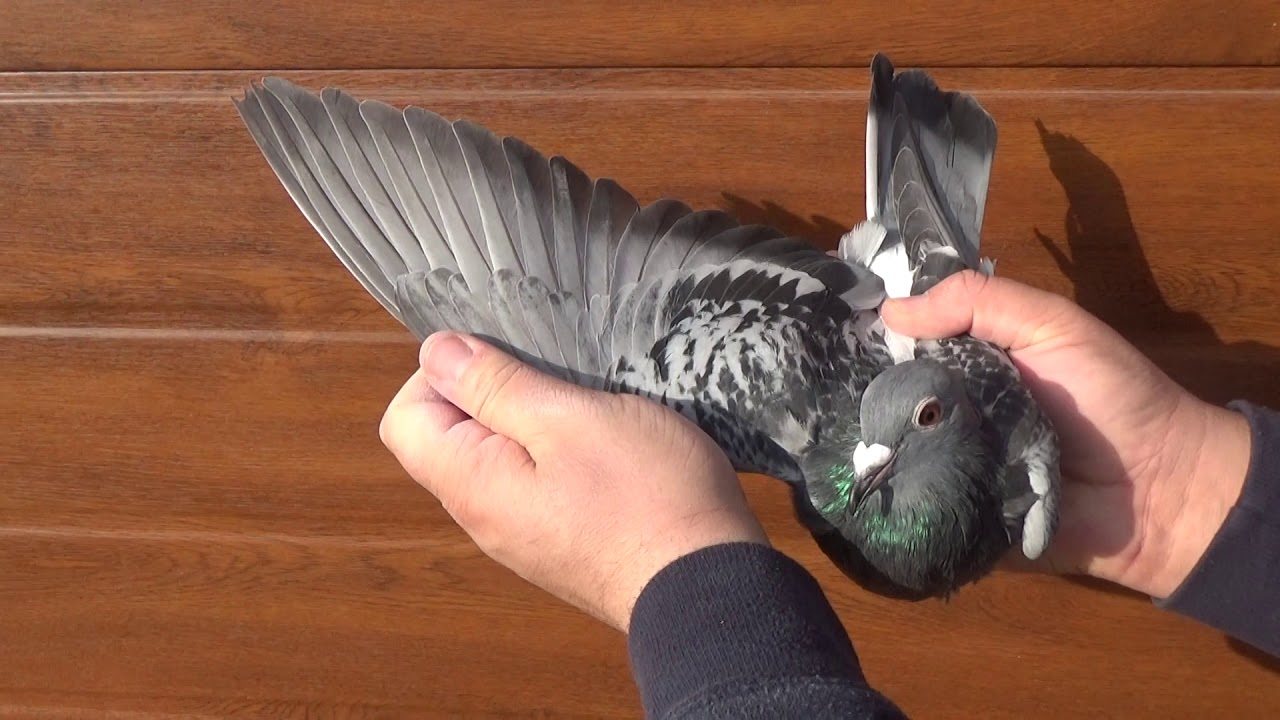 NL 1723894 - 2019 orig. Ko van Dommelen - YouTube