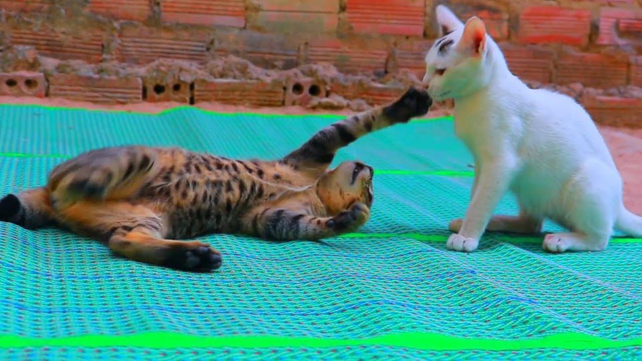 Funny Cute Kittens Playing | Awesome funny Kittens - YouTube