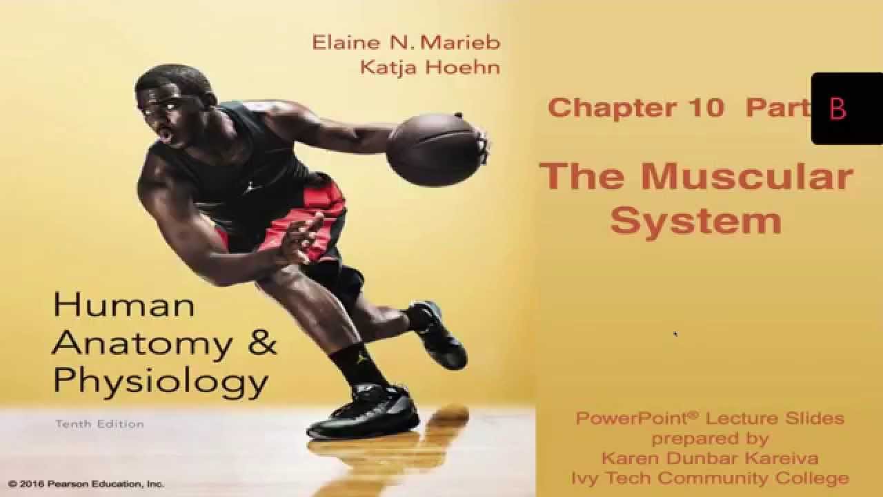 Anatomy and Physiology Chapter 10 Part B Lecture: The Muscular System ...