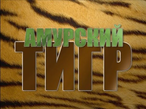 Амурский тигр