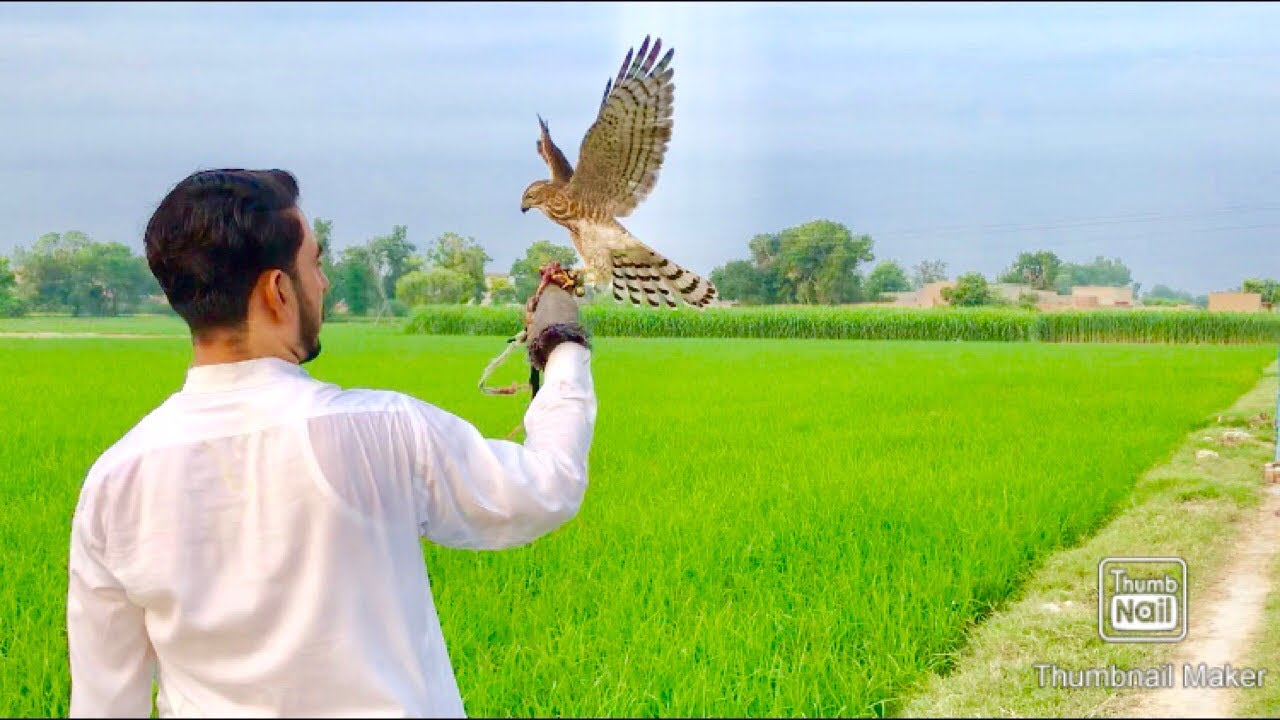 Shikra traning but some birds attack with shikra |eagle hunting falcon ...