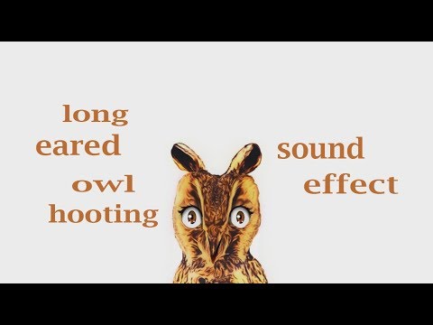 How A Long Eared Owl Hooting Sounds / Sound Effect / Animation - YouTube