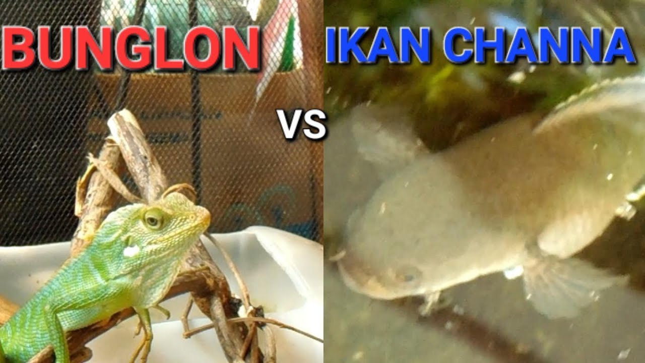 MENEGANGKAN !!!!!!!!! MEMBERI MAKAN BUNGLON DAN IKAN CHANA - YouTube