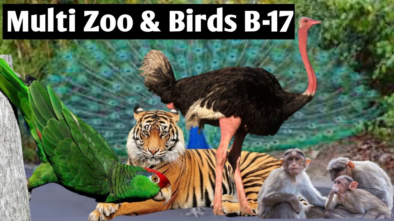 Multi Zoo & Birds B-17 - YouTube