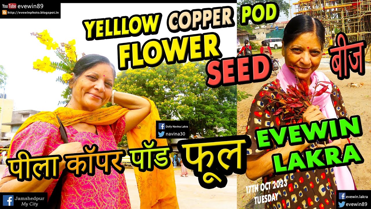 YELLOW - COPPER - POD - FLOWER - SEED + DURGA - PUJA - 17TH OCT 2023 ...