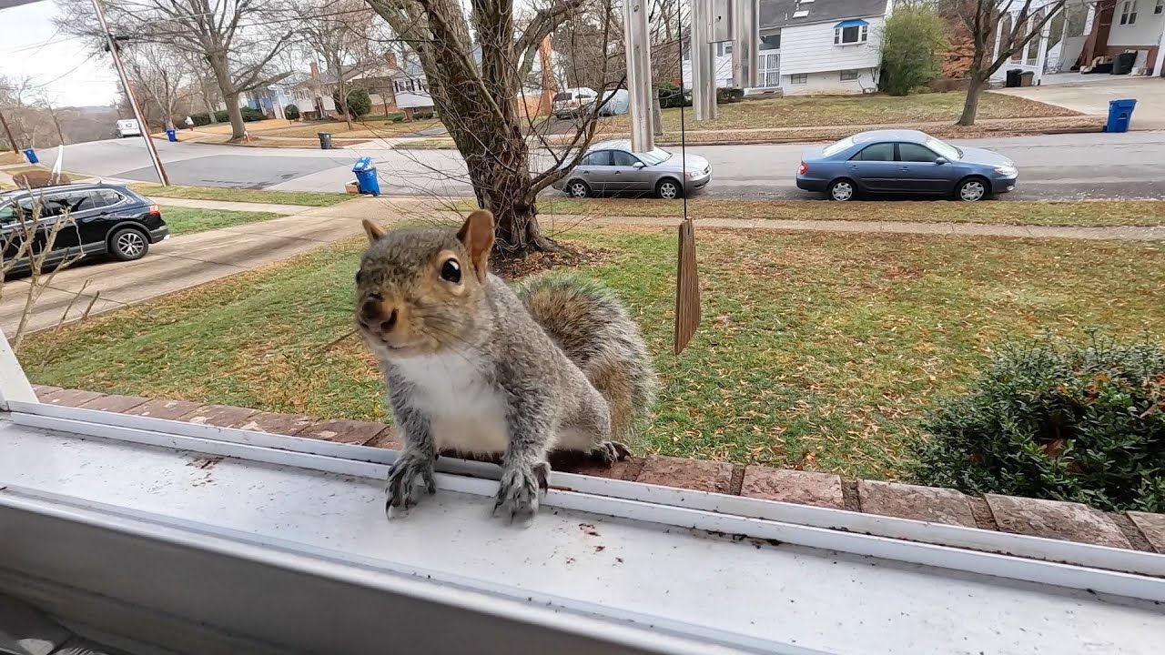 Feeding My Squirrel Buddy - December 18, 2024 - YouTube