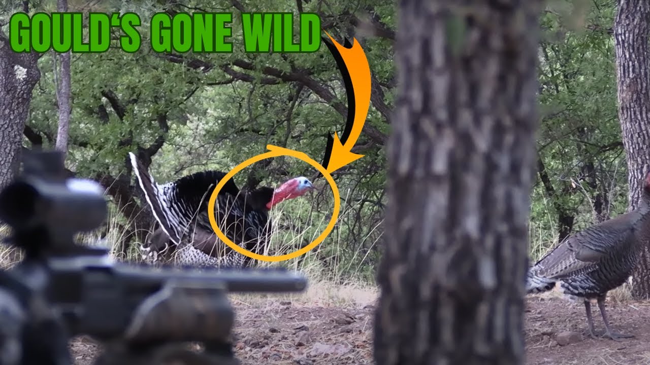INCREDIBLE MORNING TURKEY HUNTING IN MEXICO - YouTube