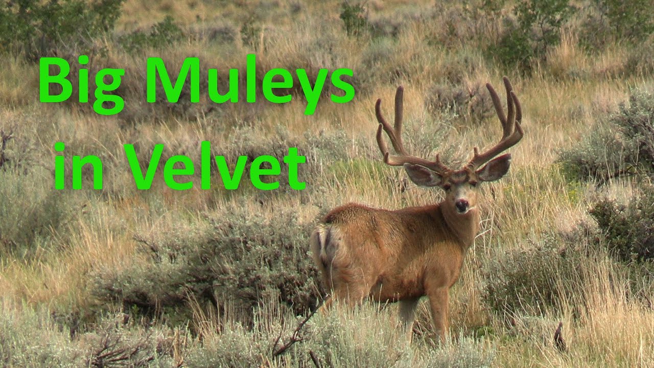 Muley Bucks on Public Land in 4K! - YouTube