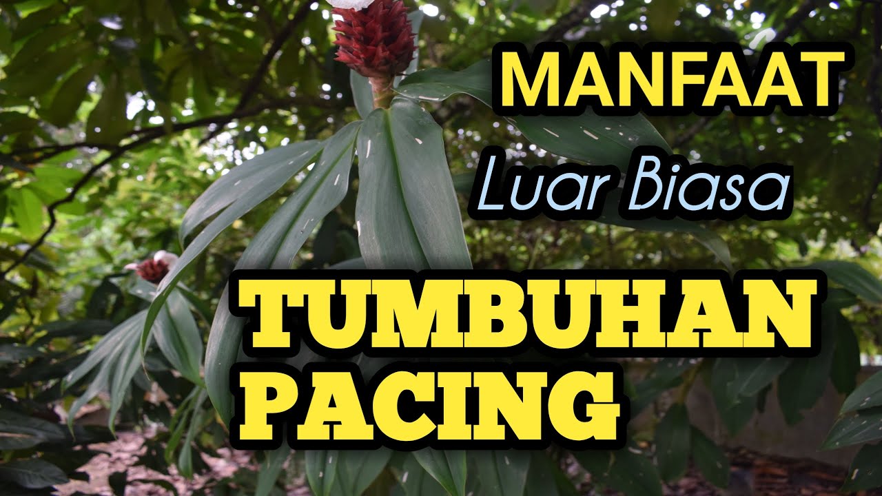 Manfaat Tanaman Pacing - YouTube