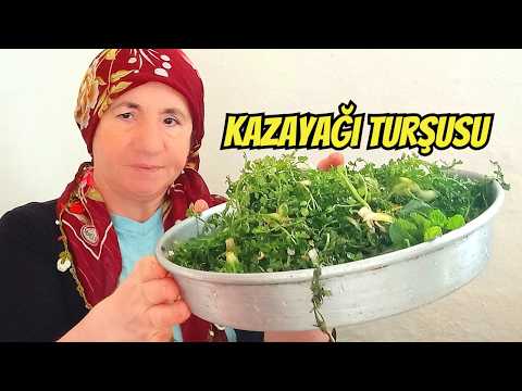 Bu Turşu Doğadan Toplanan Otlar İle Yapıldı! Kazayağı Turşusu Tarifi