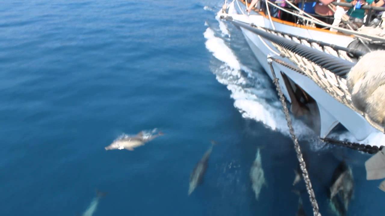 Dolphins swimming with ship - YouTube
