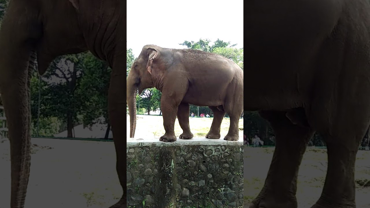 Gajah Besar - YouTube