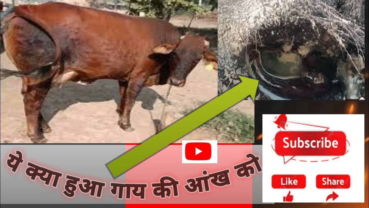 #Cow & Buffalo video #sag Bull 10091 or Hsb Bullet bull Results #cow ...