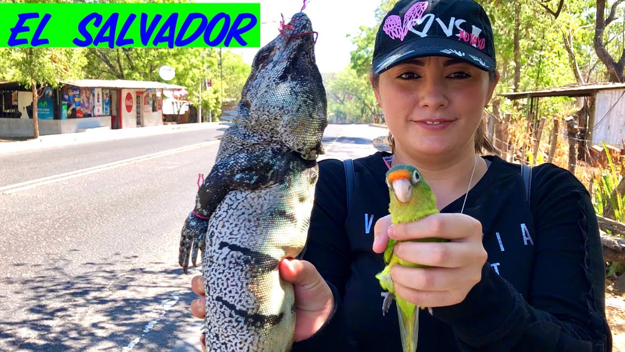 Garrobos en El Salvador - YouTube