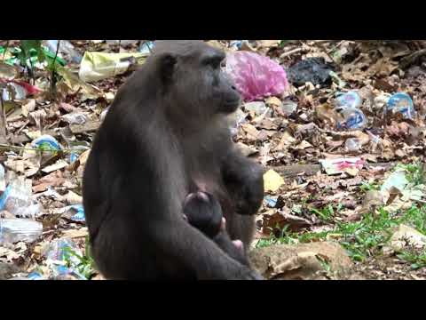 Kera Menyusui Bayinya, sementara kakaknya  minum Air pakai  Botol dan Gelas
