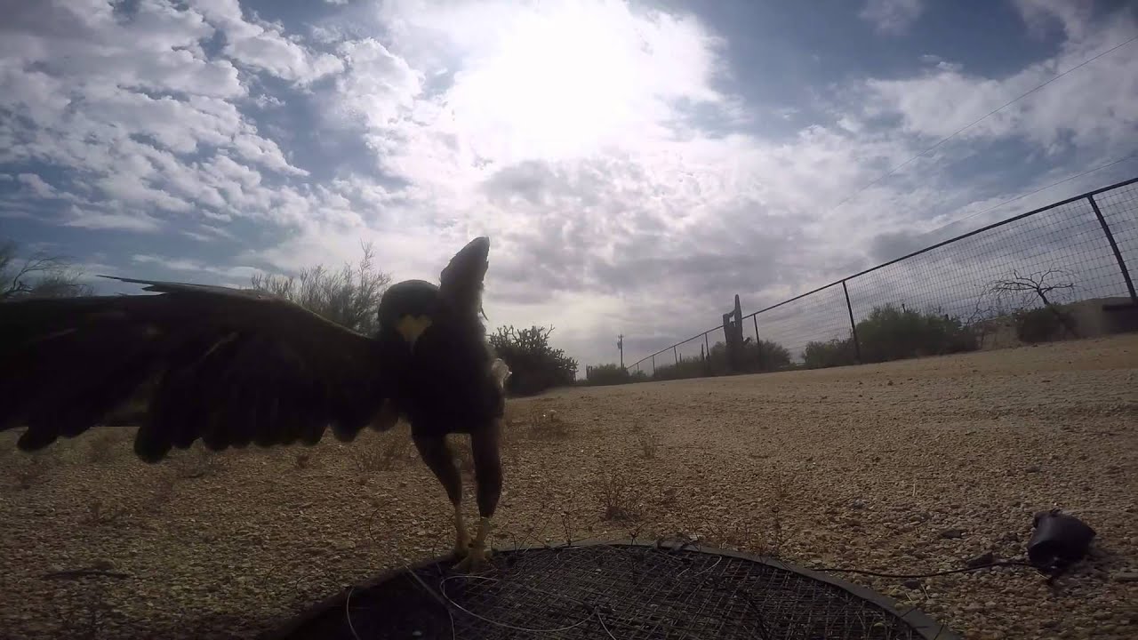 trapping a Harris Hawk - YouTube