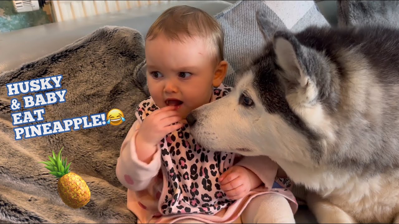 Husky & Baby Eat Pineapple For The First Time Ever!!😂. [PRICELESS ...