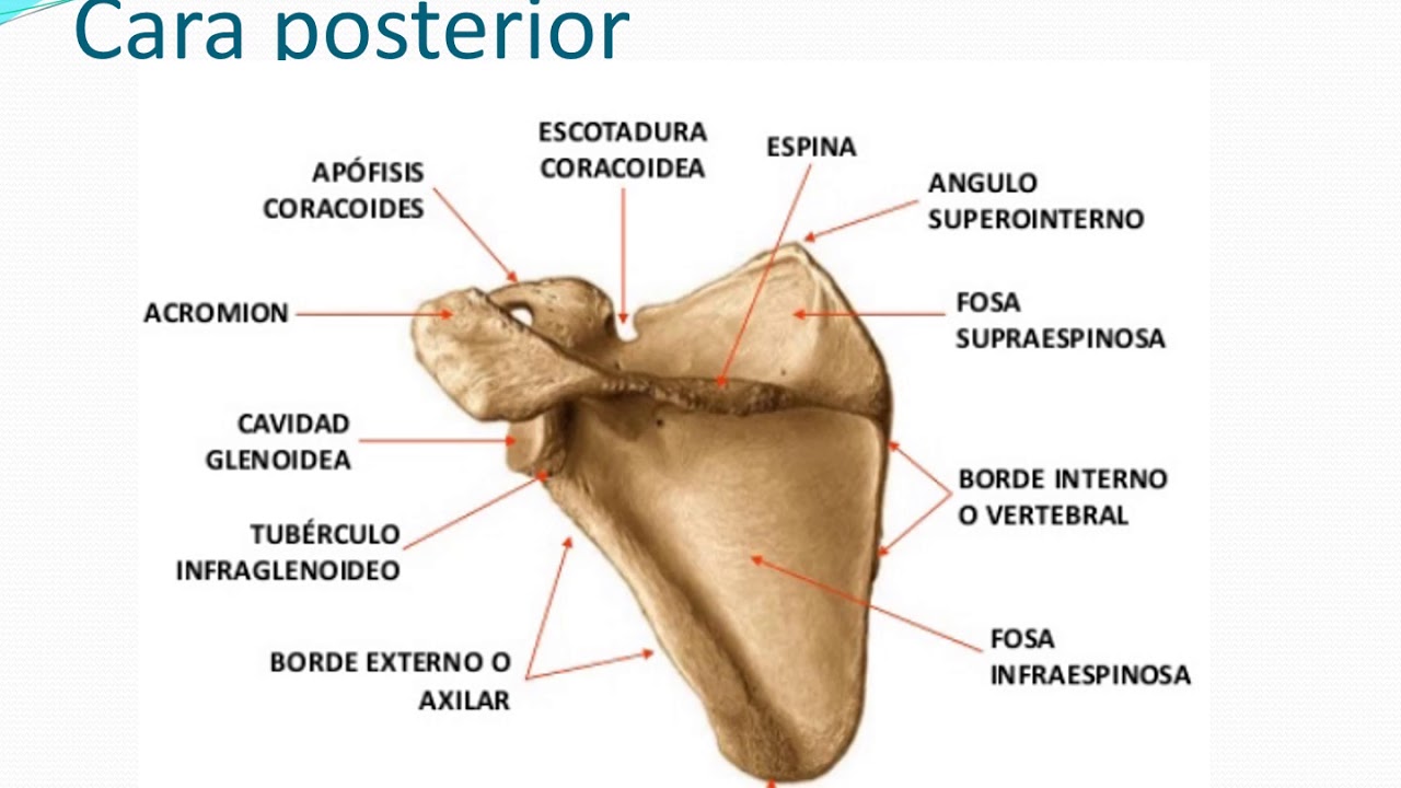 OMOPLATO Y CLAVICULA. - YouTube