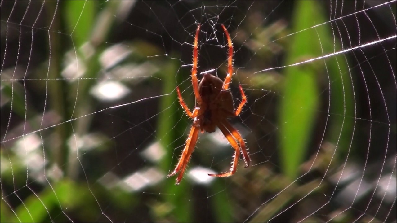Relax - Spider in the web swaying with the wind in the wood with the ...