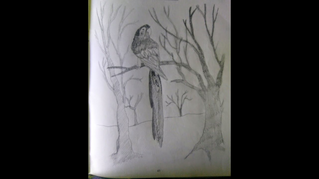Pencil Shading Tutorial- Parrot - YouTube