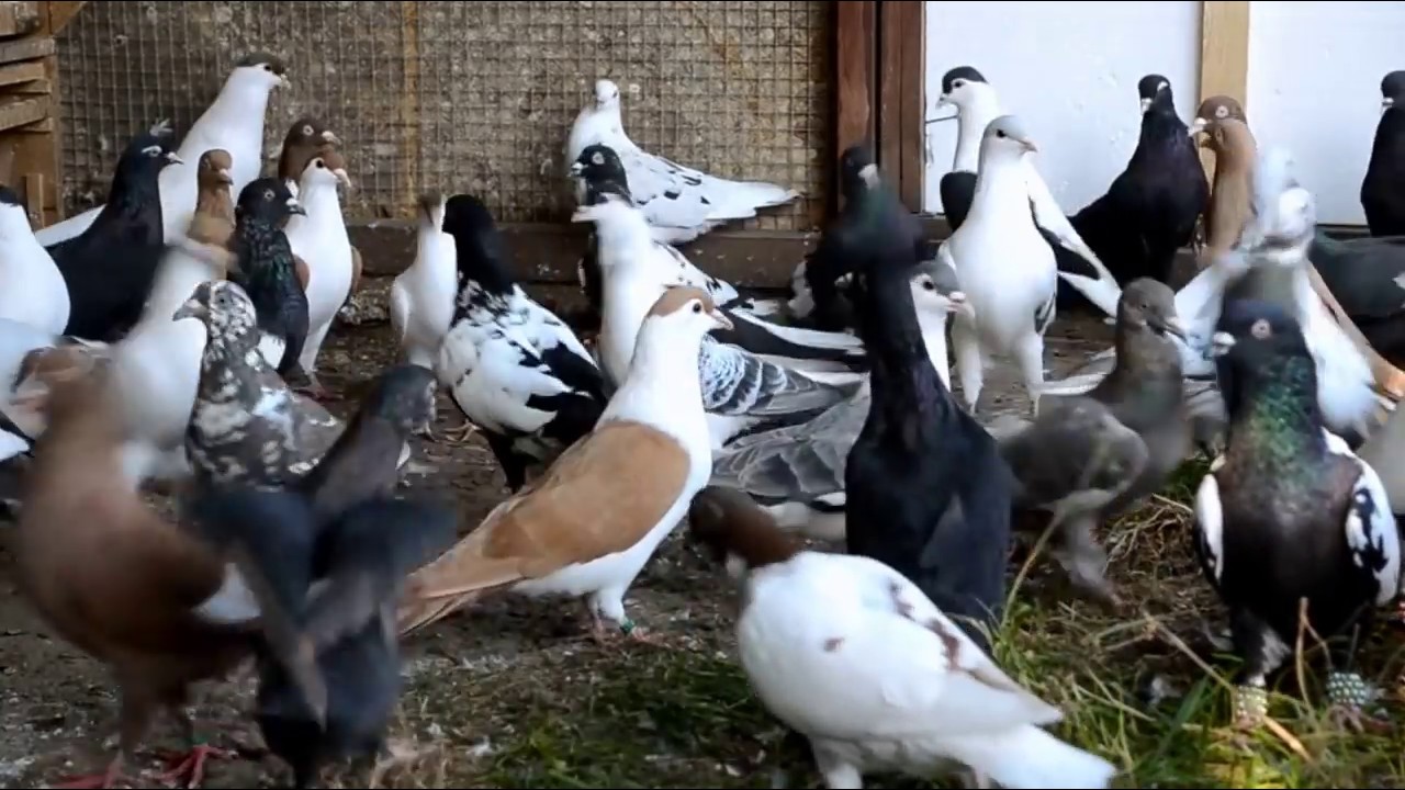 Kaftar Afghani - YouTube