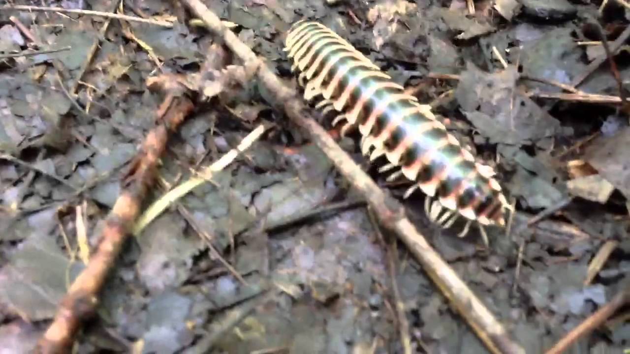 Deadly rare Amglador centipede - YouTube