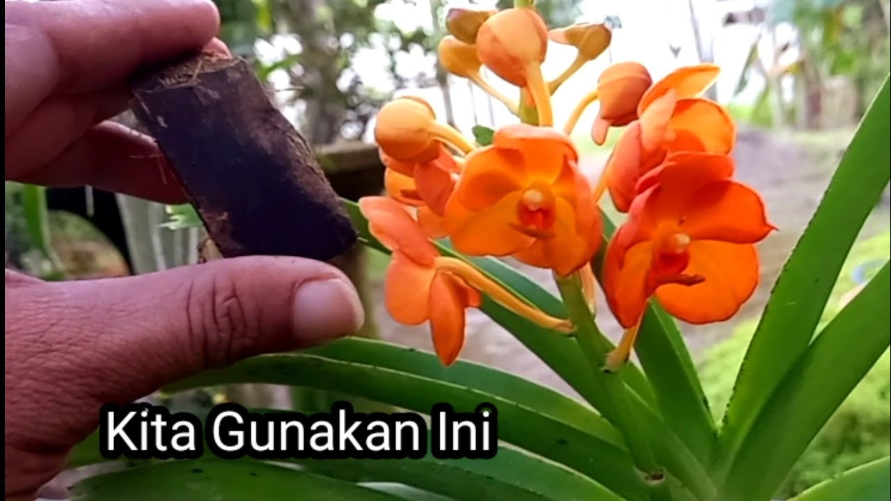 Cara Menanam Anggrek Agar Cepat Berbunga - YouTube