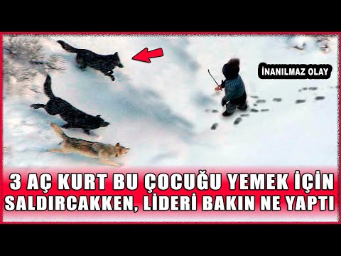 3 Qurd Bu Uşağa Hücum Edəcək, Liderlərinin Nələr Etdiyinə Baxın, Heç Kim Sonuna İnana bilməz