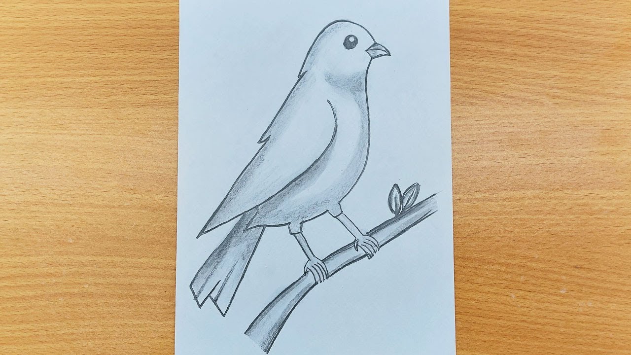Easy Pencil Sketch Bird - Simple Bird Drawing and Shading - YouTube