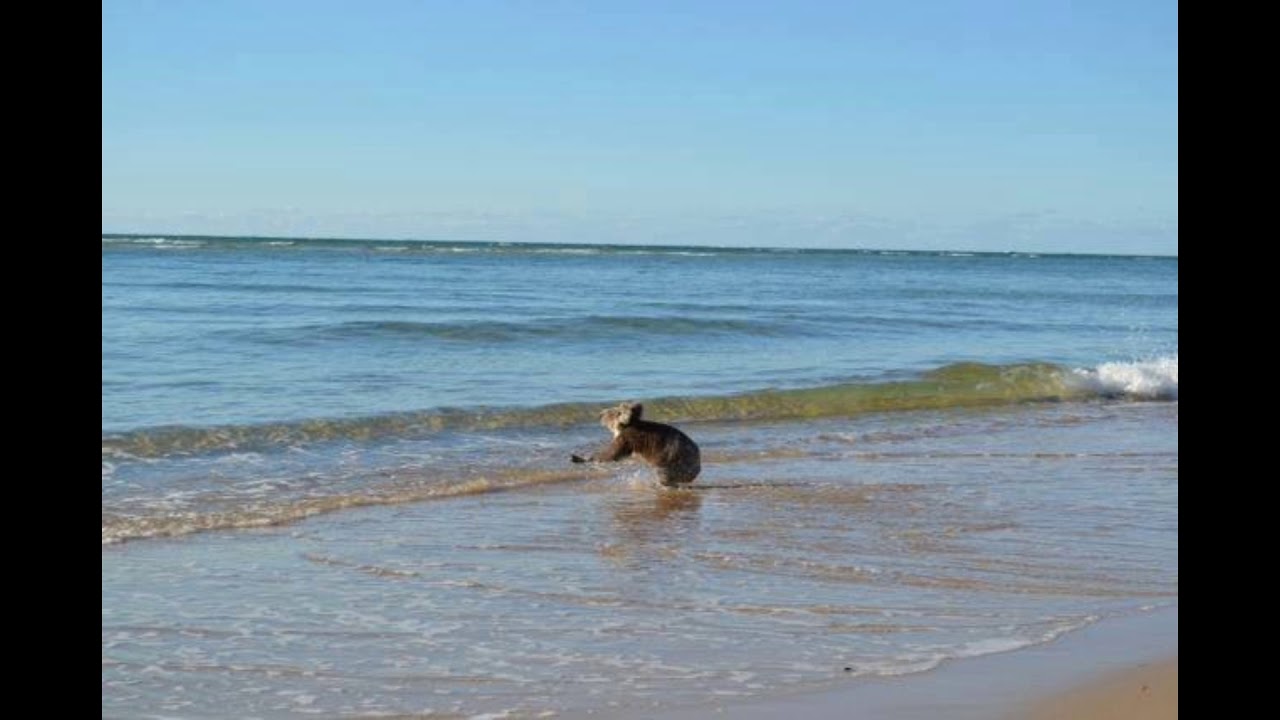Koala at the Beach - YouTube