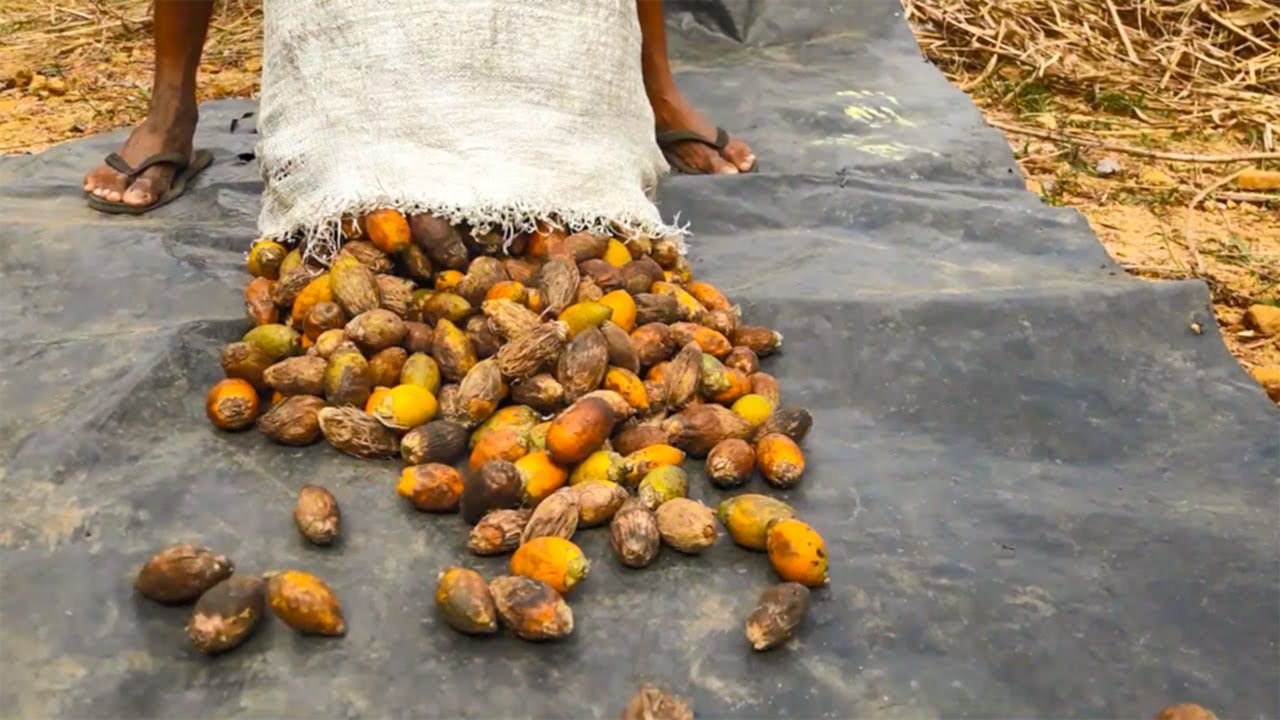 How to Make Betel nut as a Family Business or Areca nut Processing Sri ...
